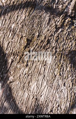 tree bark texture linear patterns in natural wood grey color Stock ...
