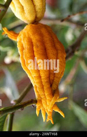 Citrus medica var. sarcodactylis, or the fingered citron, is an ...