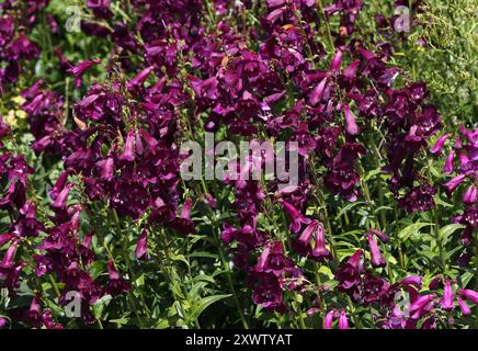 Purple Penstemon "Raven", Plantaginaceae. A hybrid Penstemon, also know ...