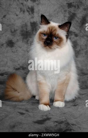 A face of a sad Holy Birman cat Stock Photo - Alamy