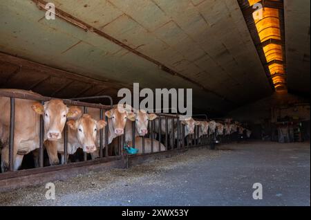 long row of light brown cows inside barn on farm in the netherlands ...