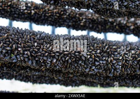 Hillion (north-western France): mussel farming in the Bay of Saint ...