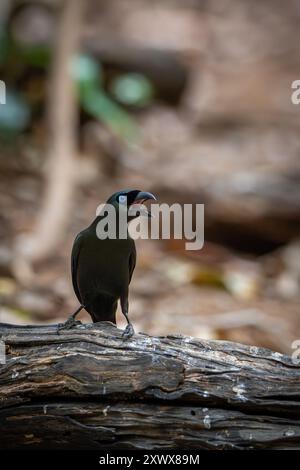 Small birds in Ma Da forest in Vinh Cuu district, Dong Nai province ...