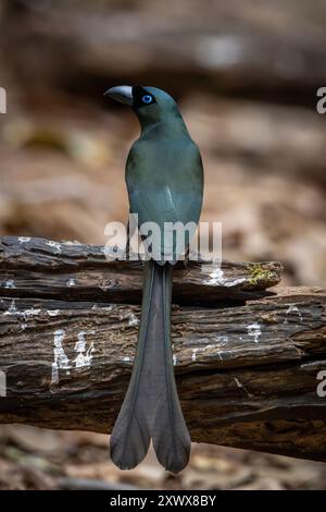 Small birds in Ma Da forest in Vinh Cuu district, Dong Nai province ...