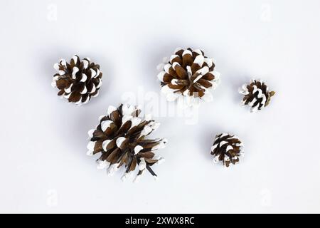 various types of cones. bumps for a decor on a white background. top ...