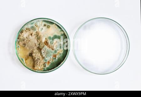 petri dish, mold, various types of fungi, isolated on white Stock Photo ...