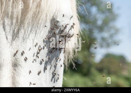 Insects bite a horse, horse is attacked by flies, insect protection ...