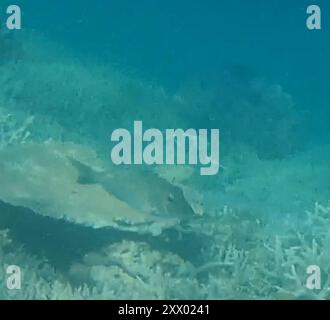 Yellowtail Emperor (Lethrinus atkinsoni) Actinopterygii Stock Photo - Alamy