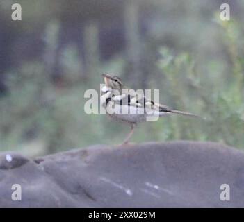 Forest Wagtail (Dendronanthus indicus) in wintering grounds in Thailand ...