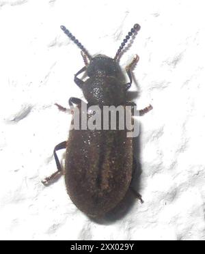 Long-jointed Beetles (Lagriinae) Insecta Stock Photo - Alamy