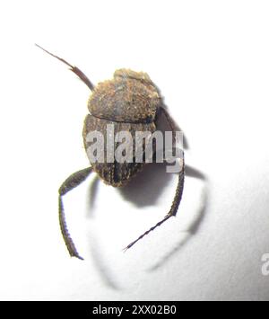 Spider Dung Beetles (Sisyphus) Insecta Stock Photo - Alamy