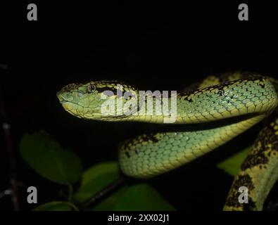 Malabarian Pit Viper (Craspedocephalus malabaricus) Reptilia Stock ...