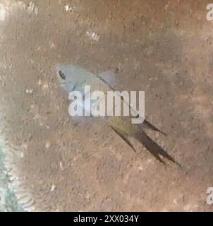 Whitley's Sergeant (Abudefduf whitleyi) Actinopterygii Stock Photo - Alamy