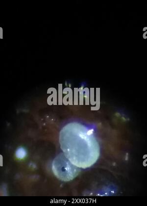 Operculate Ascomycetes (Pezizomycetes) Fungi Stock Photo - Alamy