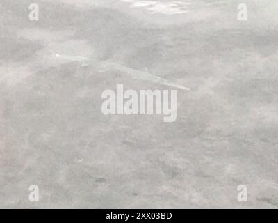 Needlefishes (Belonidae) Actinopterygii Stock Photo - Alamy