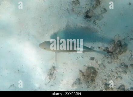 Blue Tuskfish (Choerodon cyanodus) Actinopterygii Stock Photo - Alamy