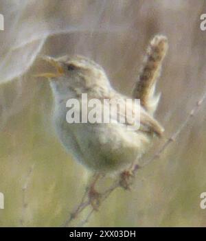 Grass Wren (Cistothorus platensis) Aves Stock Photo - Alamy