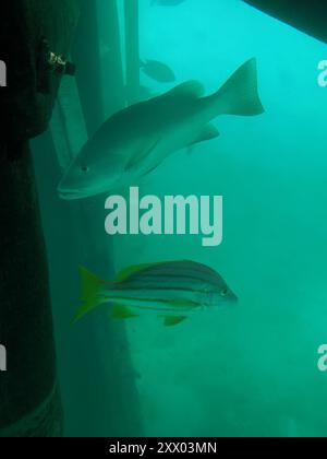 Mangrove red snapper (Lutjanus argentimaculatus), dive site House Reef ...
