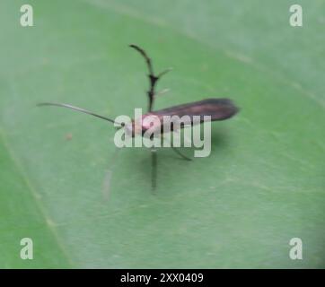 Sun Moths (Heliodinidae) Insecta Stock Photo - Alamy