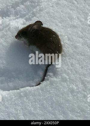 Deer Mouse (Peromyscus maniculatus) Mammalia Stock Photo - Alamy
