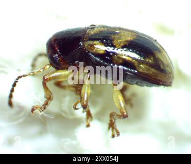 Four-marked Oval Leaf Beetle (Paria quadrinotata) Insecta Stock Photo ...