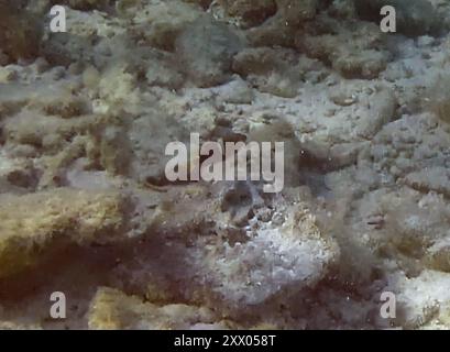 Twospot Demoiselle (Chrysiptera biocellata) Actinopterygii Stock Photo ...