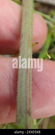 Tooth Ragwort (Senecio polyodon) Plantae Stock Photo - Alamy