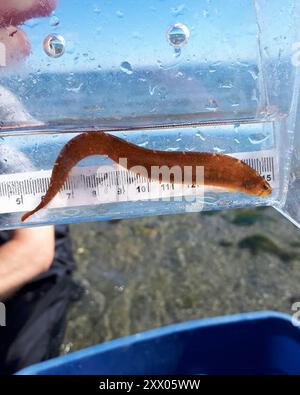 Crescent Gunnel (Pholis laeta) Actinopterygii Stock Photo - Alamy
