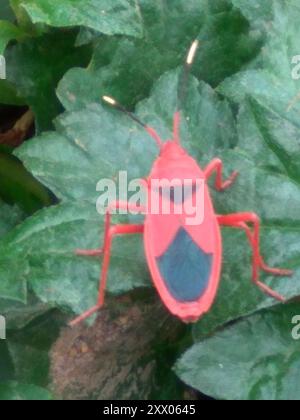 Indian Red Bug (Probergrothius sanguinolens Stock Photo - Alamy