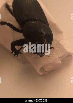 Triceratops Beetle (Phileurus truncatus) Insecta Stock Photo - Alamy