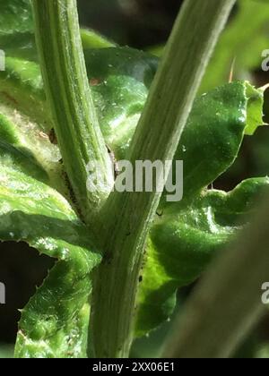 Boar Thistle (Galactites tomentosus) Plantae Stock Photo - Alamy