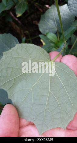 Caesar weed (Urena lobata) Plantae Stock Photo - Alamy