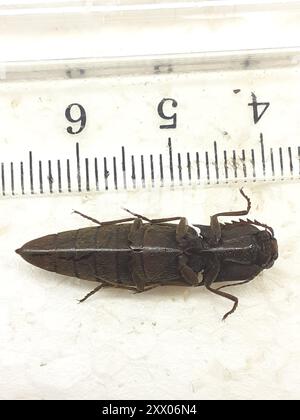 (Orthostethus infuscatus) Insecta Stock Photo - Alamy