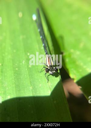 Oculate Dancer (Argia oculata), Insecta, La Ceiba, Honduras Stock Photo ...