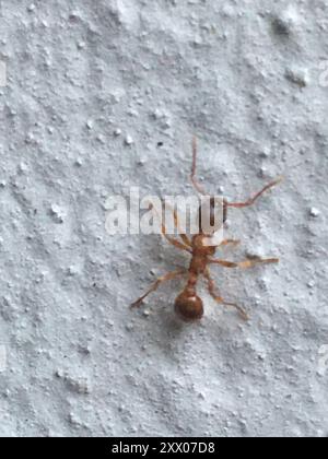 European fire ant (Myrmica rubra) Insecta Stock Photo - Alamy