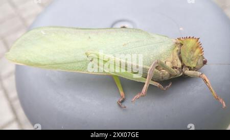 (Steirodon careovirgulatum) Insecta Stock Photo - Alamy