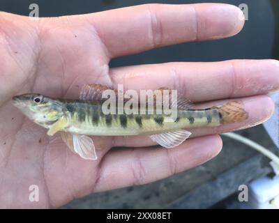 Texas Logperch (Percina carbonaria) Actinopterygii Stock Photo - Alamy