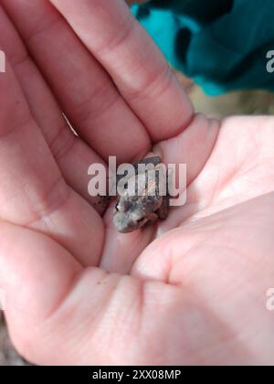 Cricket Frogs (Acris) Amphibia Stock Photo - Alamy