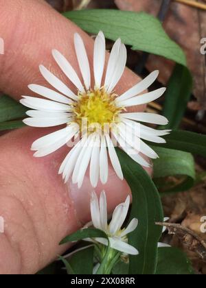 Ontario Aster (Symphyotrichum ontarionis) Plantae Stock Photo - Alamy