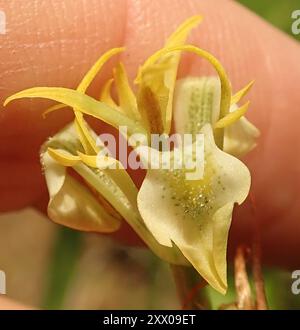 Trifid Uintjie (Moraea trifida) Plantae Stock Photo - Alamy