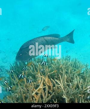 Painted Sweetlips (Diagramma pictum) Actinopterygii Stock Photo - Alamy