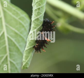 Southern Birdwing (Troides minos) Insecta Stock Photo - Alamy