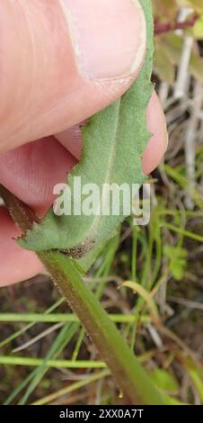 Tooth Ragwort (Senecio polyodon) Plantae Stock Photo - Alamy