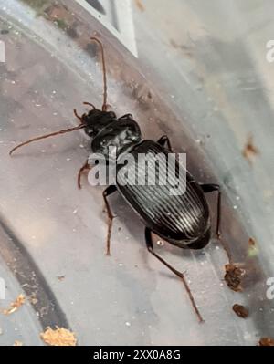 European Gazelle Beetle (Nebria brevicollis) Insecta Stock Photo - Alamy