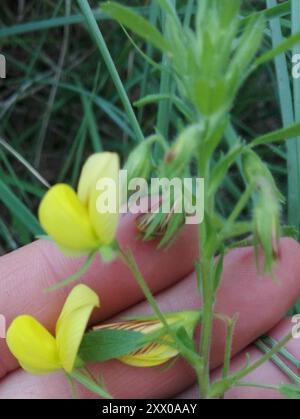 yellow restharrow (Ononis natrix) Plantae Stock Photo - Alamy