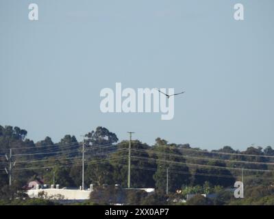 Swamp Harrier (Circus approximans) Aves Stock Photo - Alamy