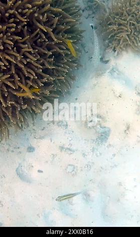 Lined Monocle Bream (Scolopsis lineata) Actinopterygii Stock Photo - Alamy