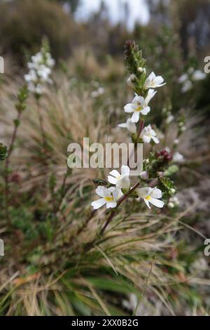 purple eyebright (Euphrasia collina) Plantae Stock Photo - Alamy