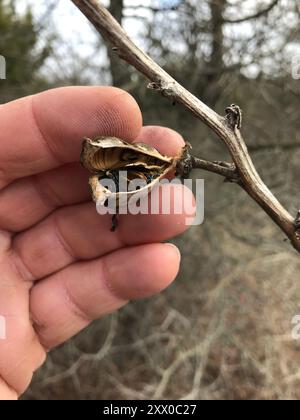 Arkansas Yucca (Yucca arkansana) Plantae Stock Photo - Alamy