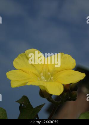 (Merremia gemella) Plantae Stock Photo - Alamy